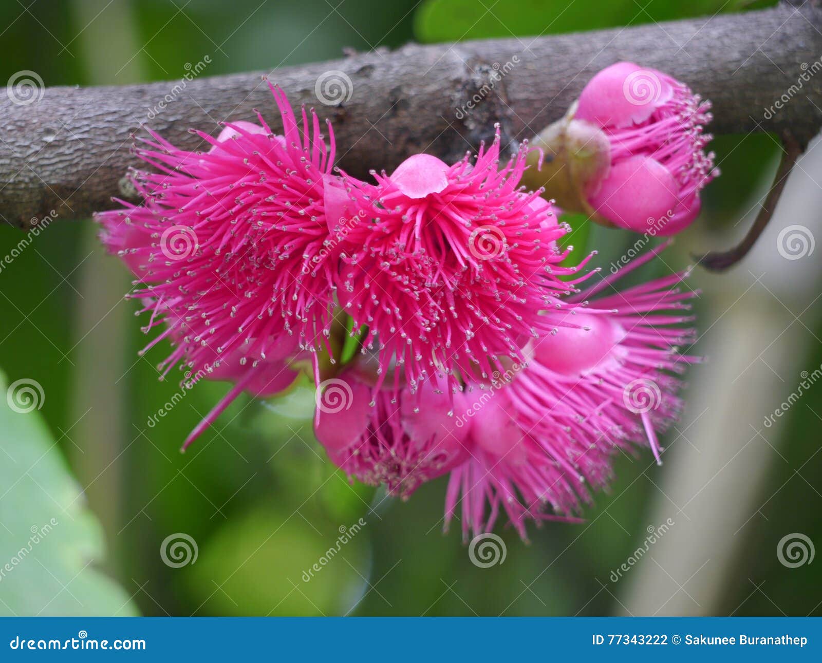 Mamiew Pomerac, Malay Apple Syzygium Malaccense Isolated. Jambu Jamaika ...