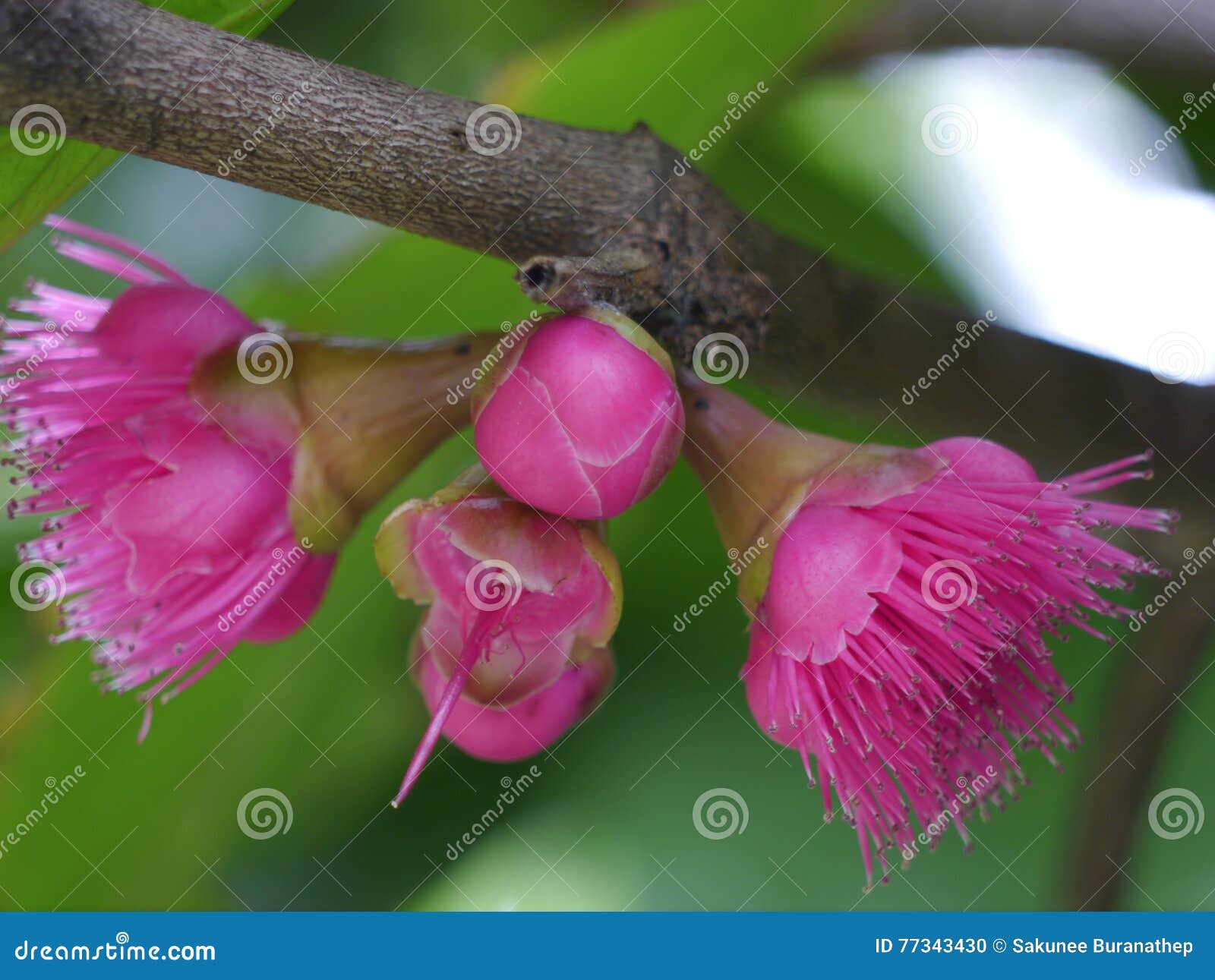 Mamiew Pomerac (Syzygium Malaccense) Isolated On White Background ...