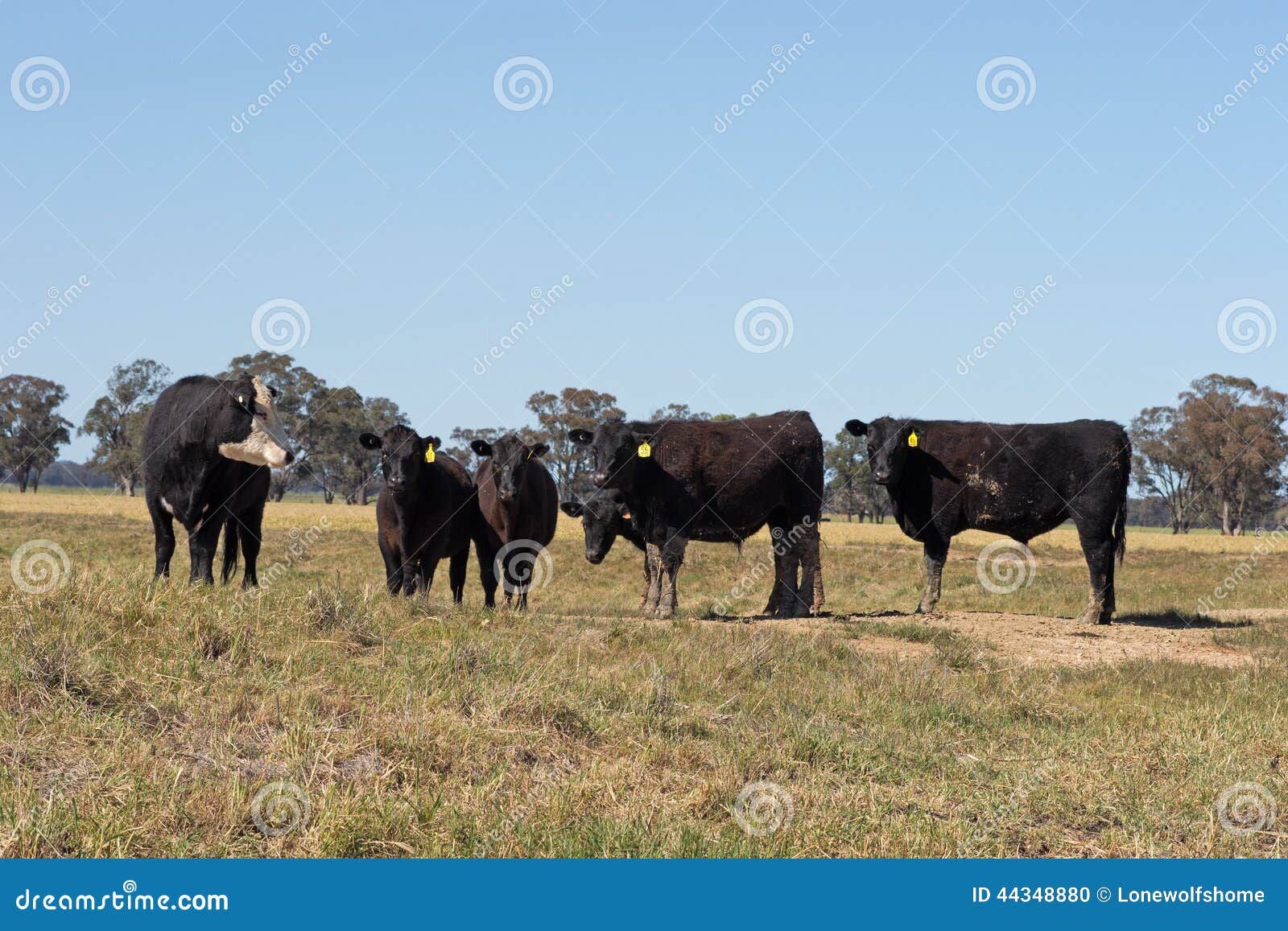 Mammal stock photo. Image of domesticated, peaceful, animal - 44348880