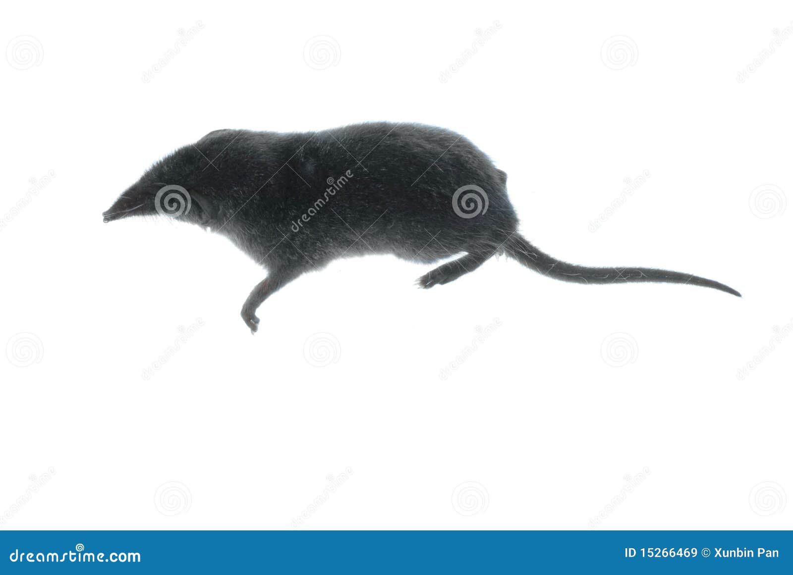 Mammal animal shrew rat stock image. Image of grey, macro - 15266469