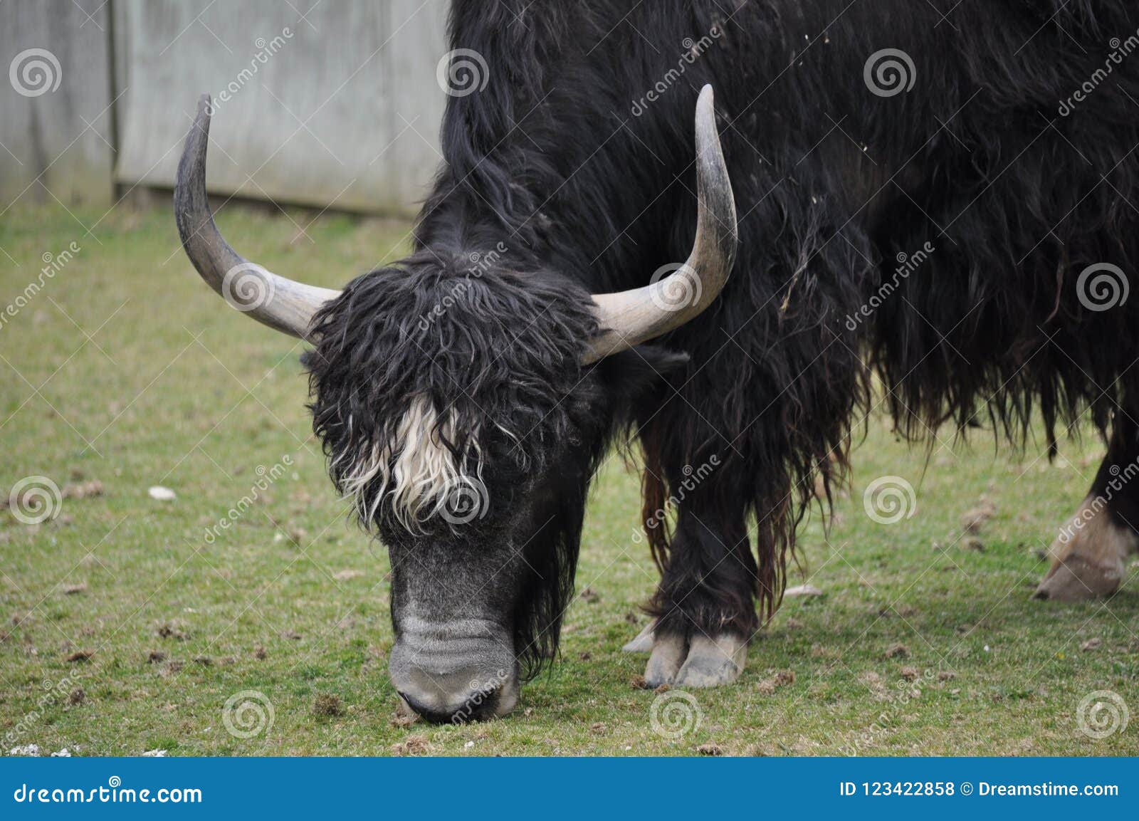 Ox stock photo. Image of mammal, catoctin, reserve, oxen - 123422858