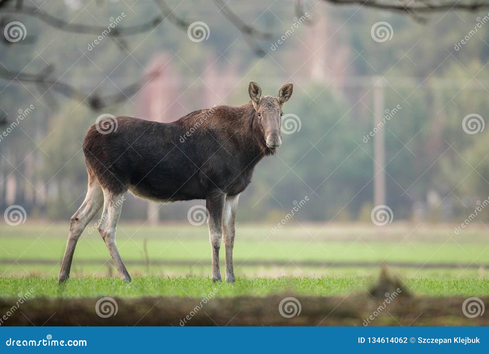 Mammal - bull moose Alces stock photo. Image of fall - 134614062