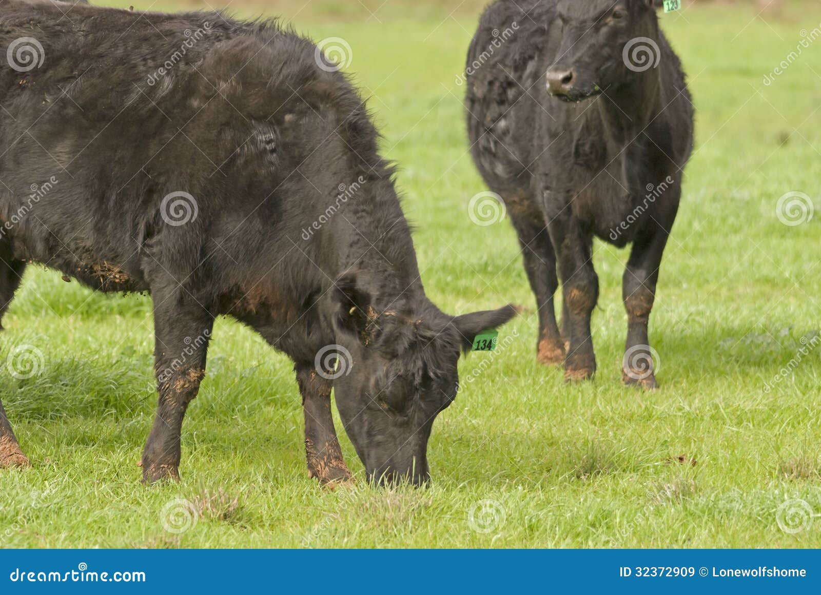 Mammal stock image. Image of bovine, colour, husbandry - 32372909
