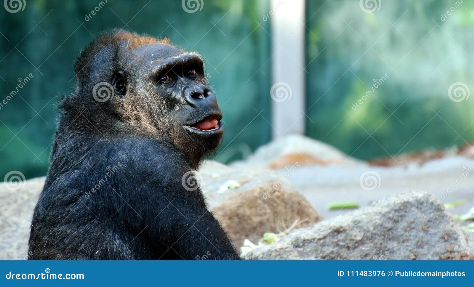 Mammal, Fauna, Great Ape, Chimpanzee Picture. Image: 111483976