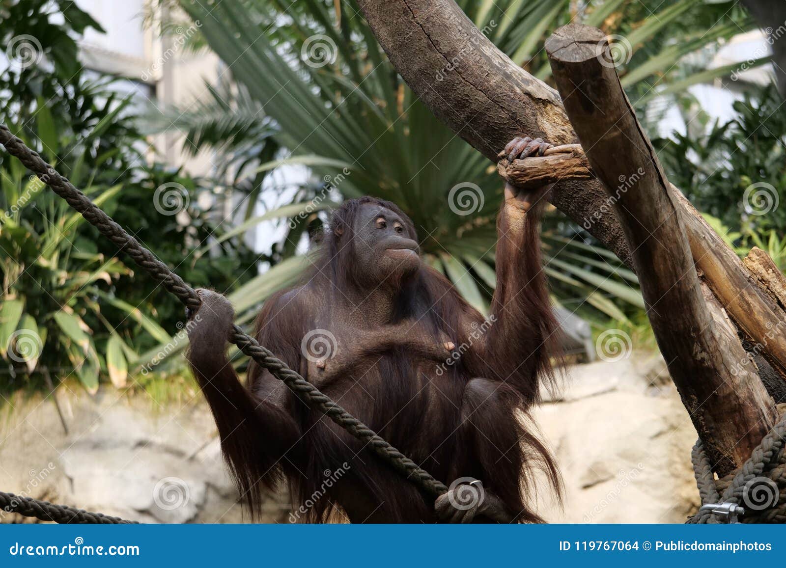 Mammal, Fauna, Great Ape, Primate Picture. Image: 119767064