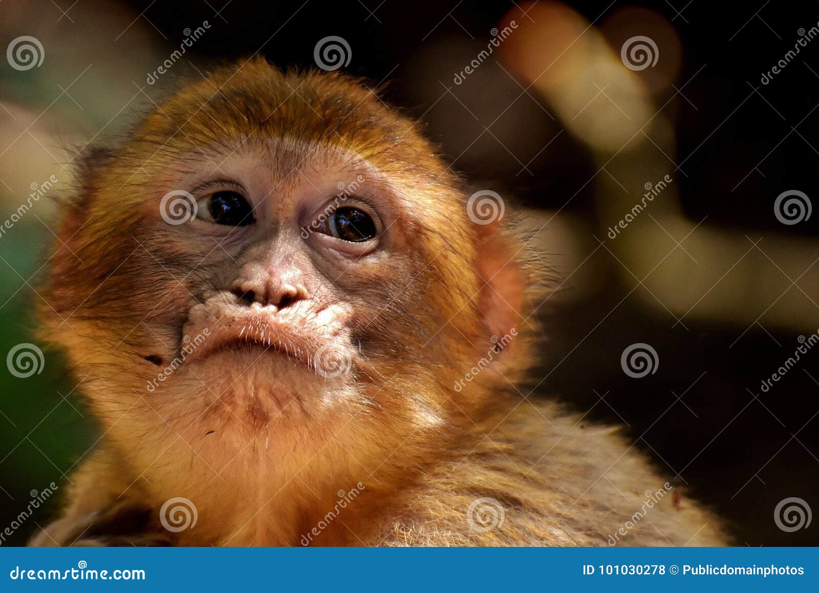 Mammal, Fauna, Primate, New World Monkey Picture. Image: 101030278
