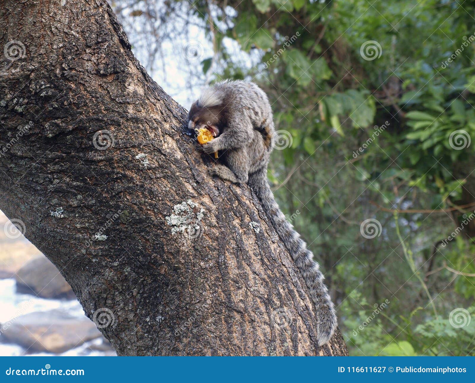 Mammal, Fauna, Tree, Wildlife Picture. Image: 116611627