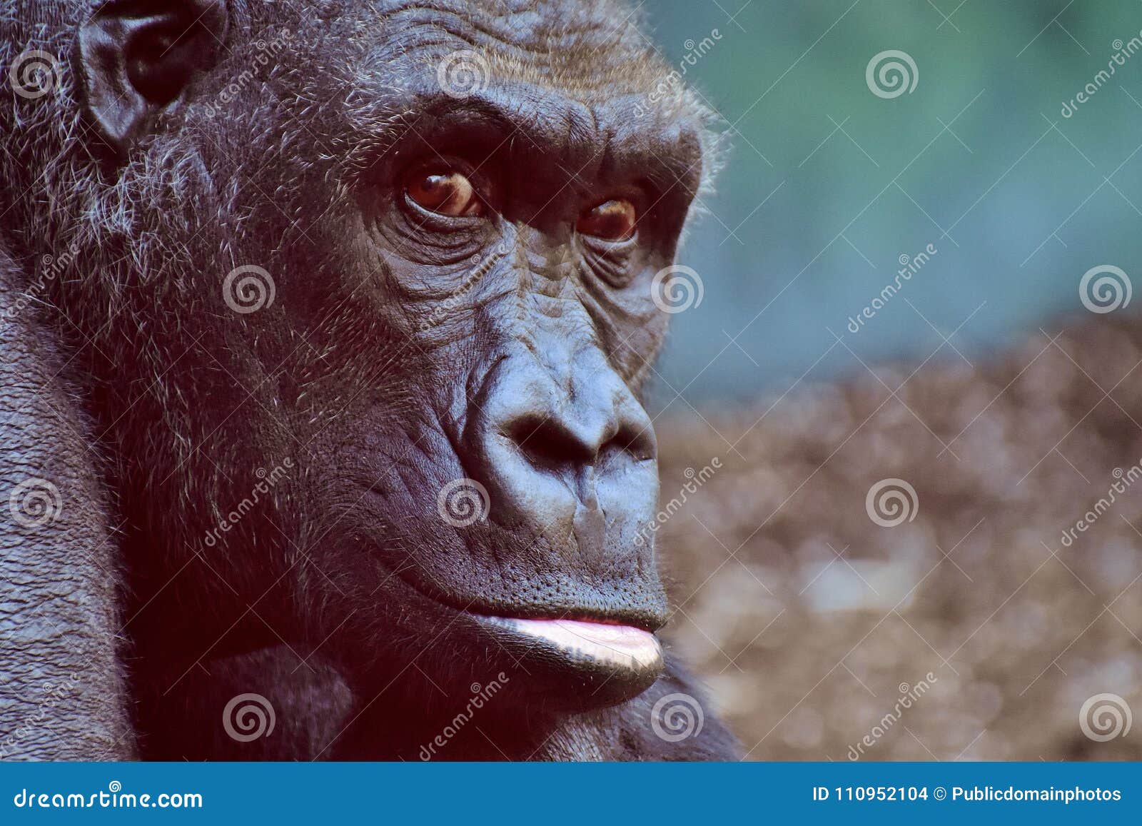 Mammal, Great Ape, Fauna, Primate Picture. Image: 110952104