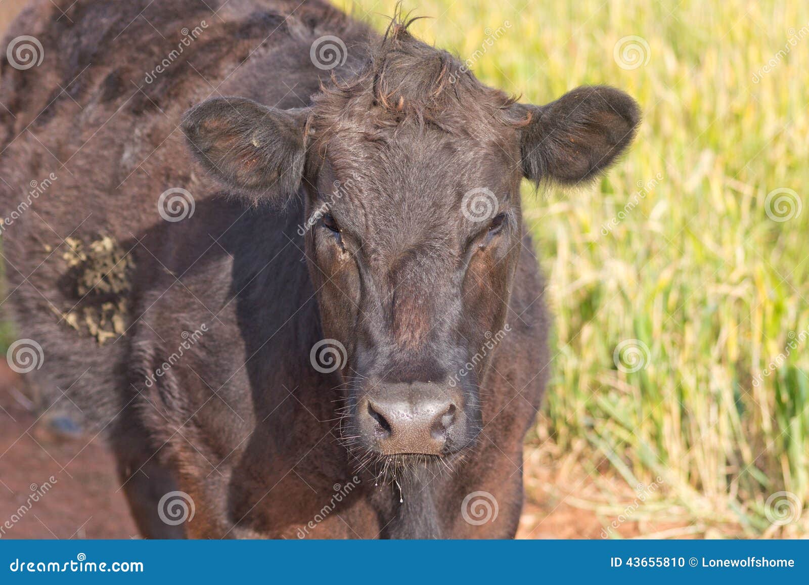 Mammal stock photo. Image of beast, closeup, bovine, calm - 43655810
