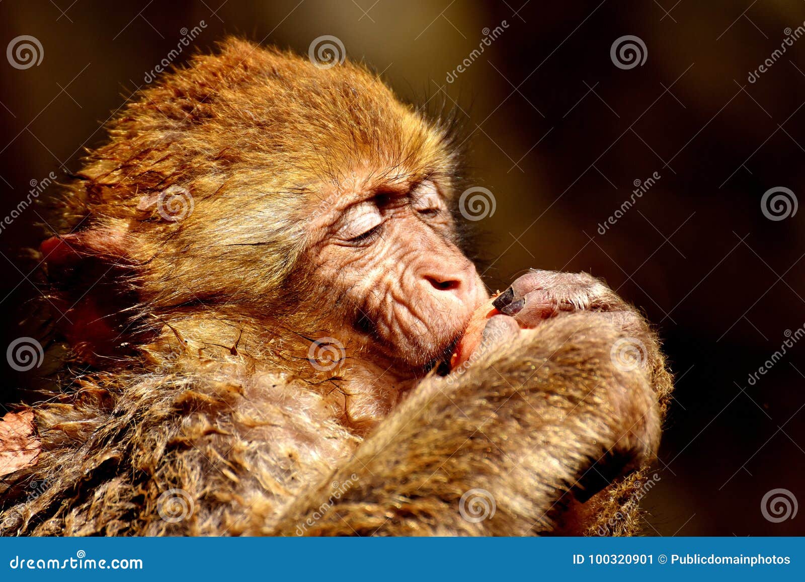 Mammal, Macaque, Fauna, Old World Monkey Picture. Image: 100320901