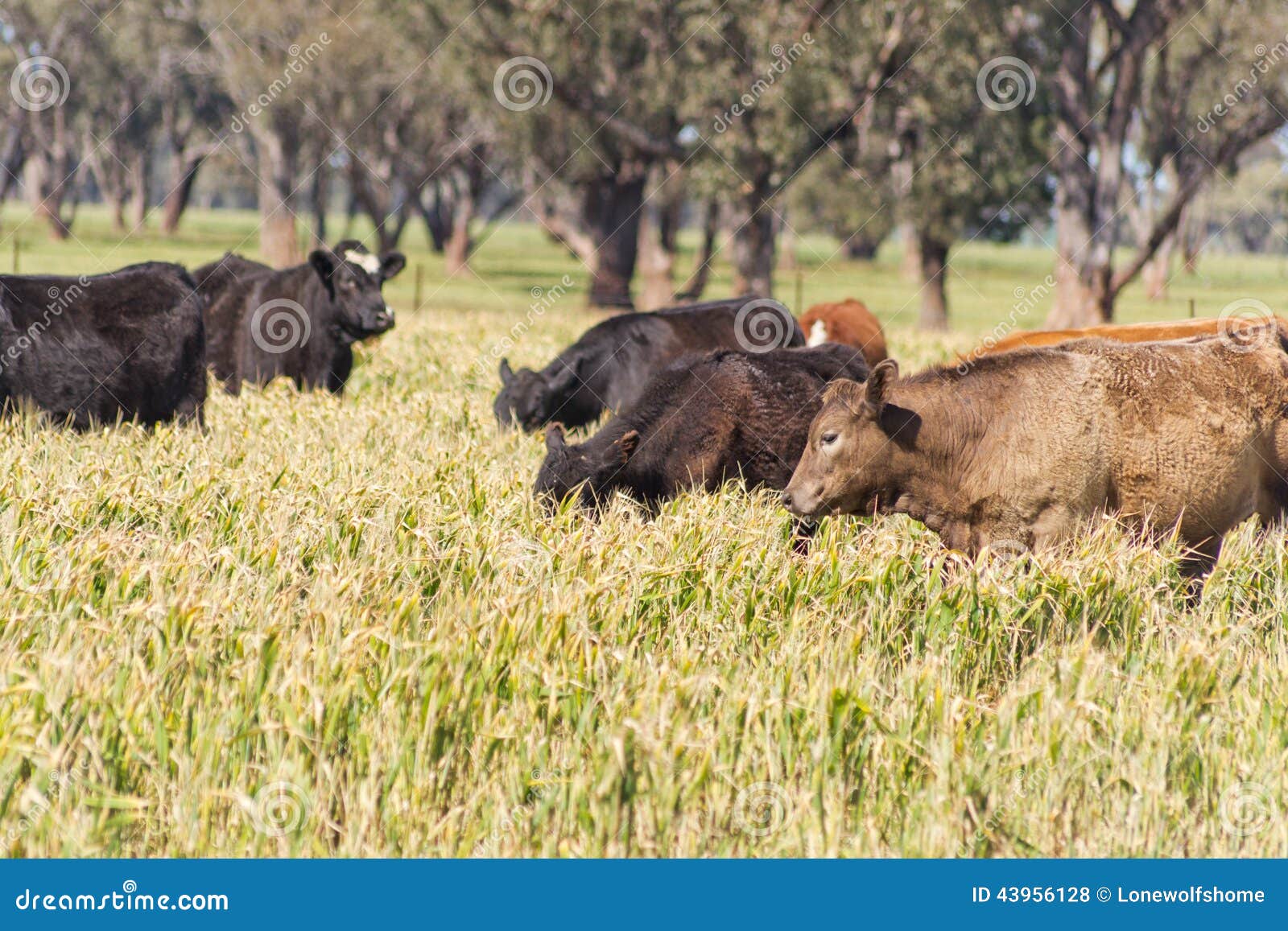 Mammal stock photo. Image of color, colour, domesticated - 43956128
