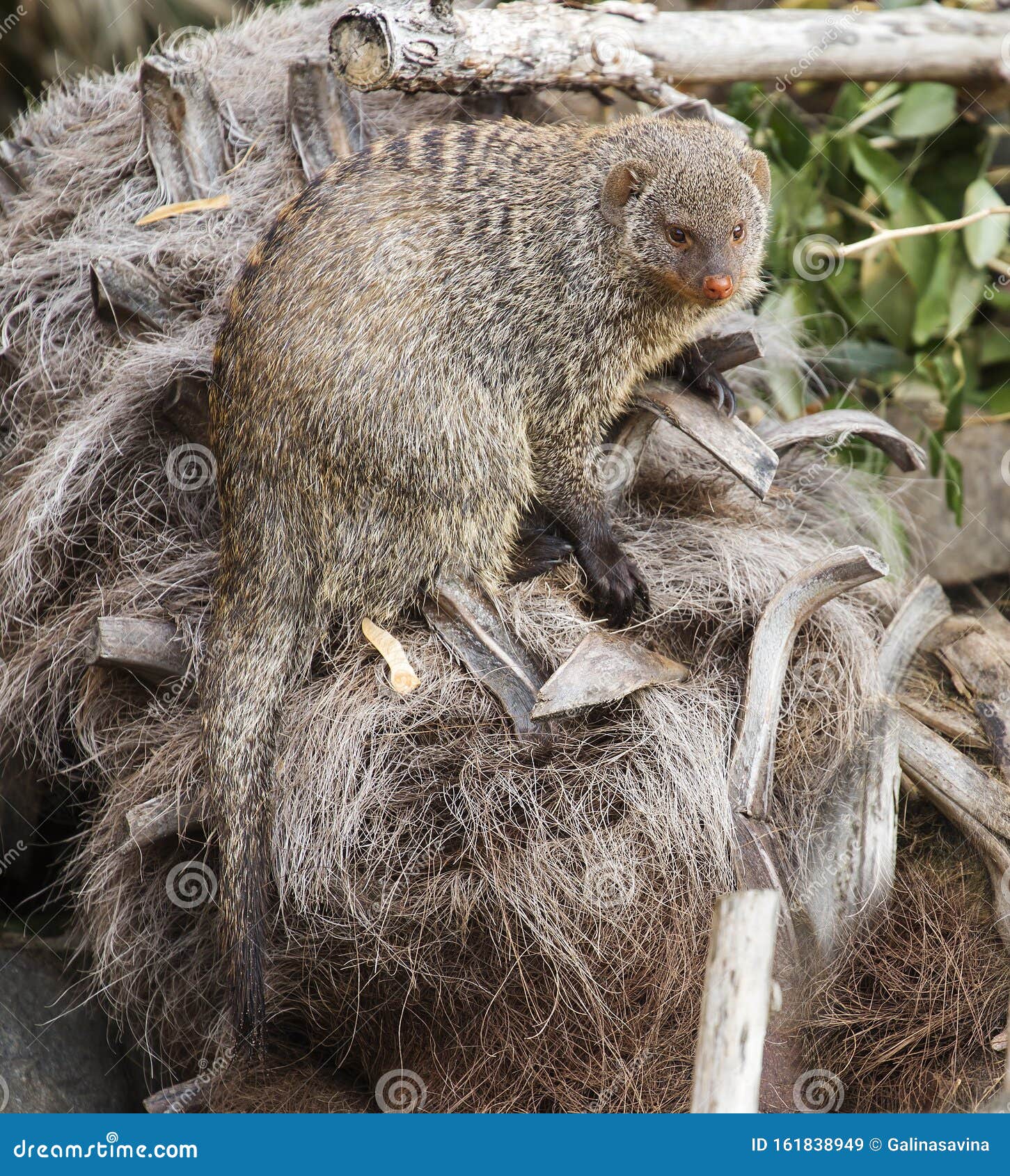 Banded mongoose. stock image. Image of tail, mongoose - 161838949