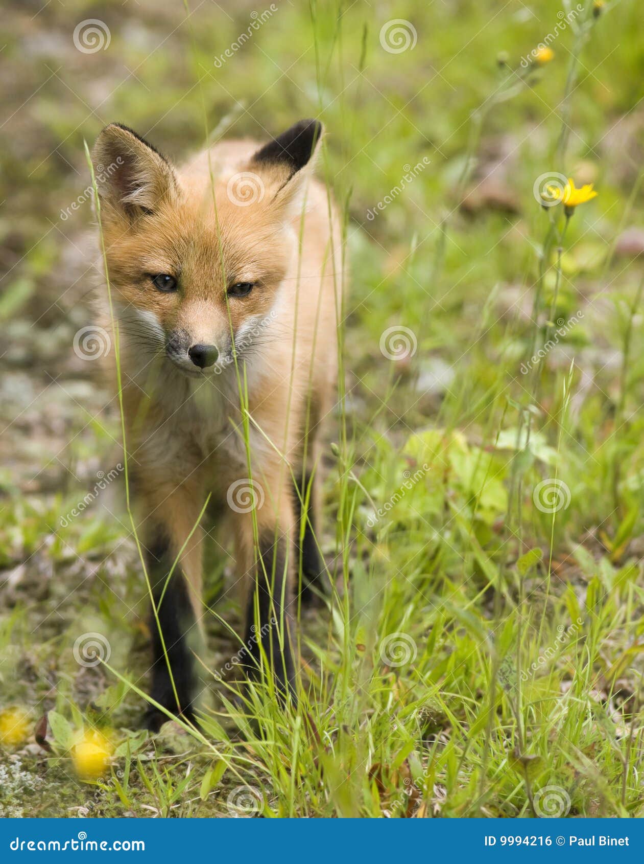 Mammal red fox B stock photo. Image of outdoor, carnivore - 9994216