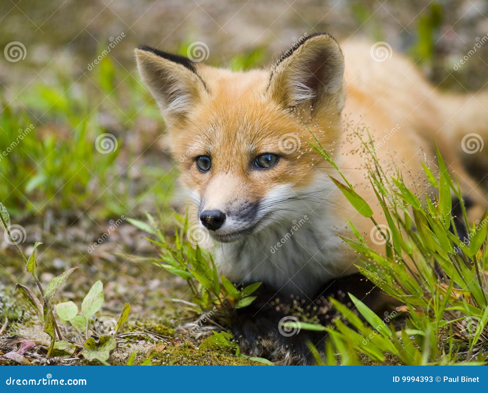 Mammal red fox F stock image. Image of outdoor, young - 9994393