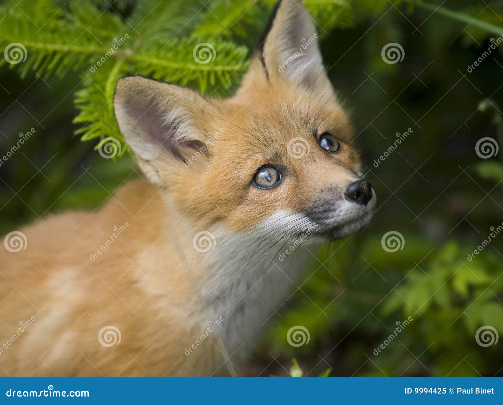 Mammal red fox G stock image. Image of animal, carnivore - 9994425