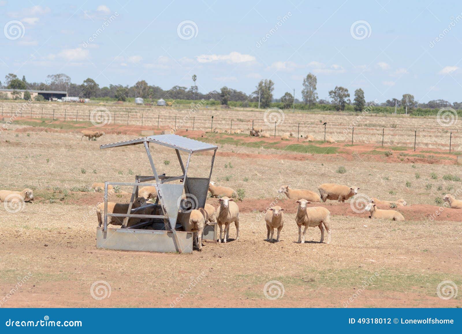 Mammal stock photo. Image of gray, herbivorous, horizontal - 49318012