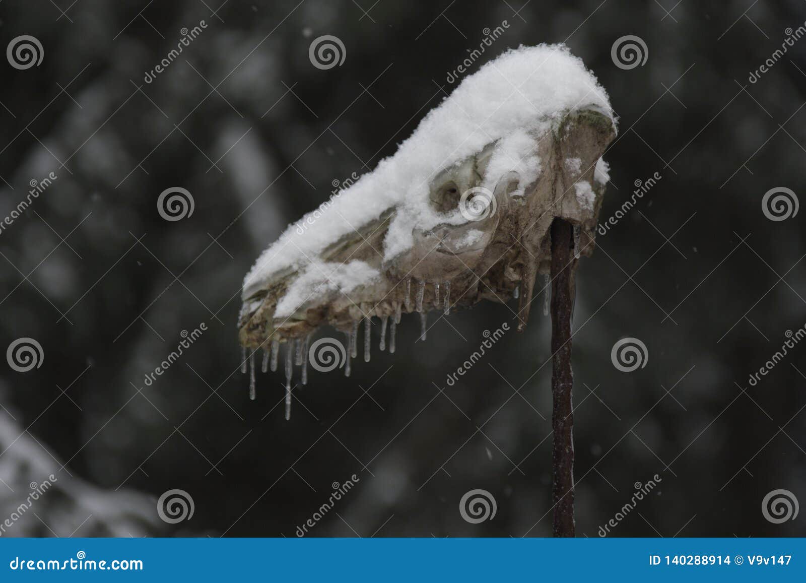 Mammal skull stock photo. Image of anomaly, peak, froze - 140288914