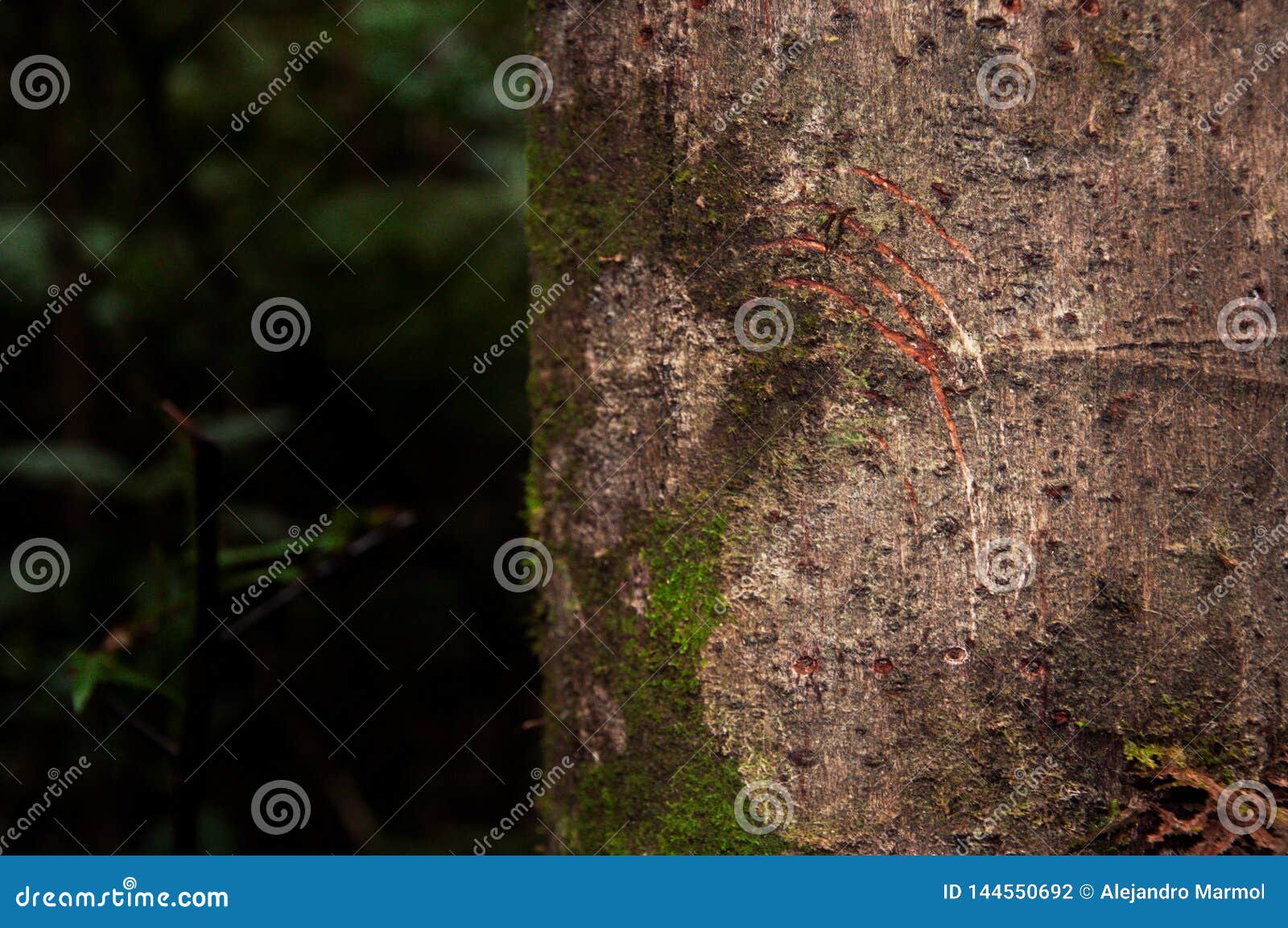 Tracks on tree stock photo. Image of moss, life, mushroom - 144550692