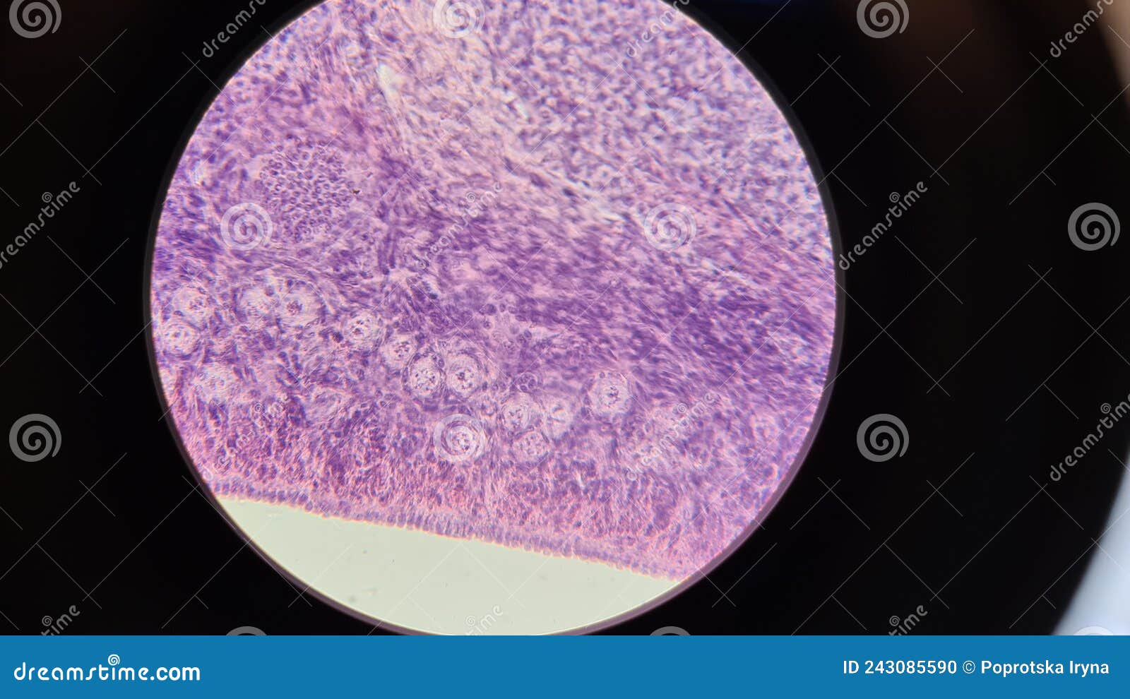 Mammal Ovary Cross Section