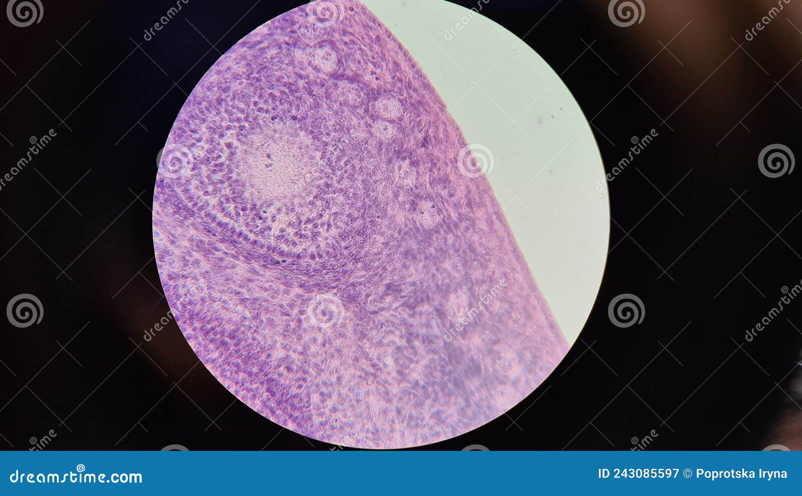 Mammalian Ovary Under a Microscope Stock Image - Image of membrane ...