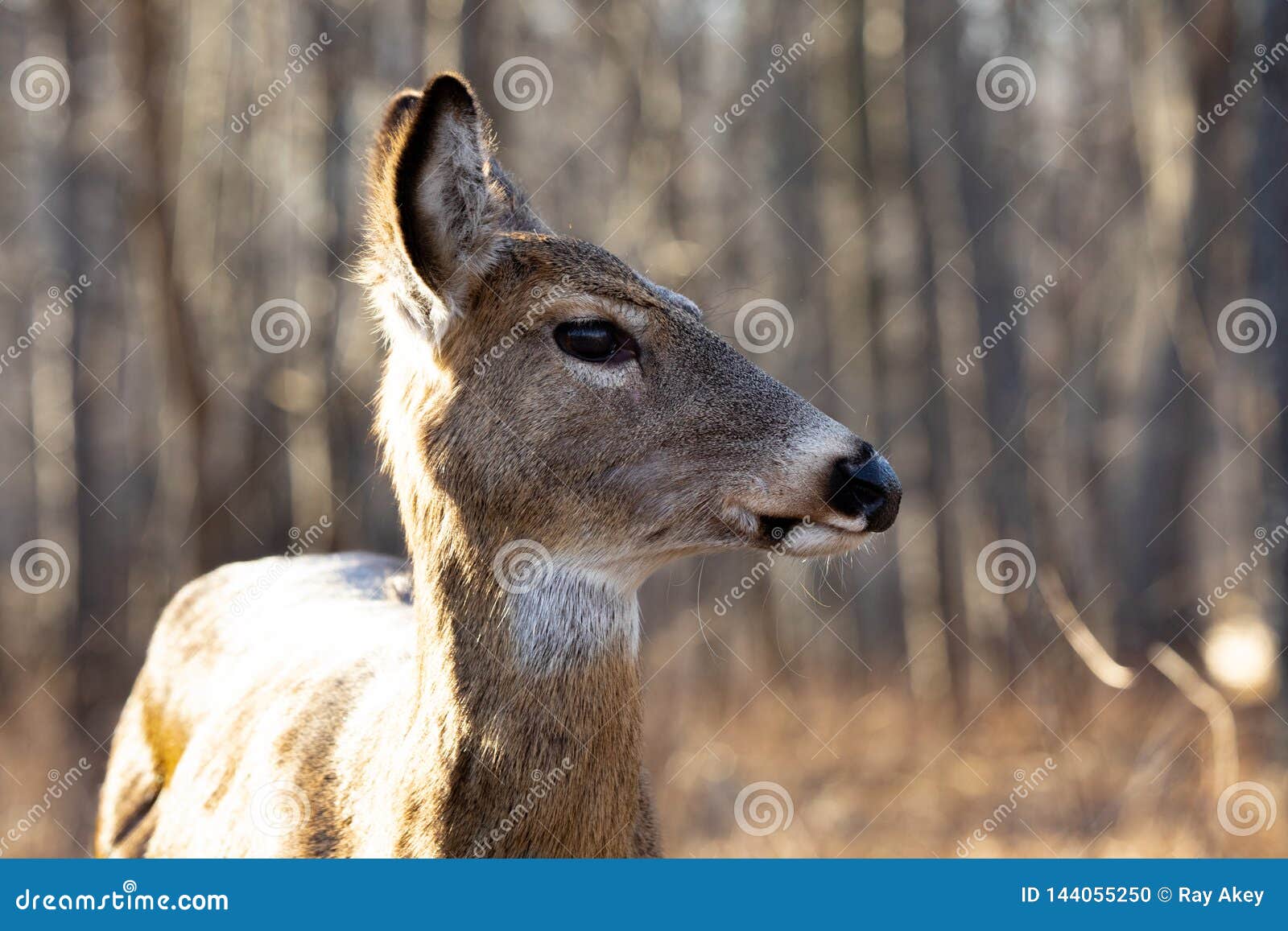 Mammals Female White Tailed Deer Forest Animals Stock Photo - Image of ...