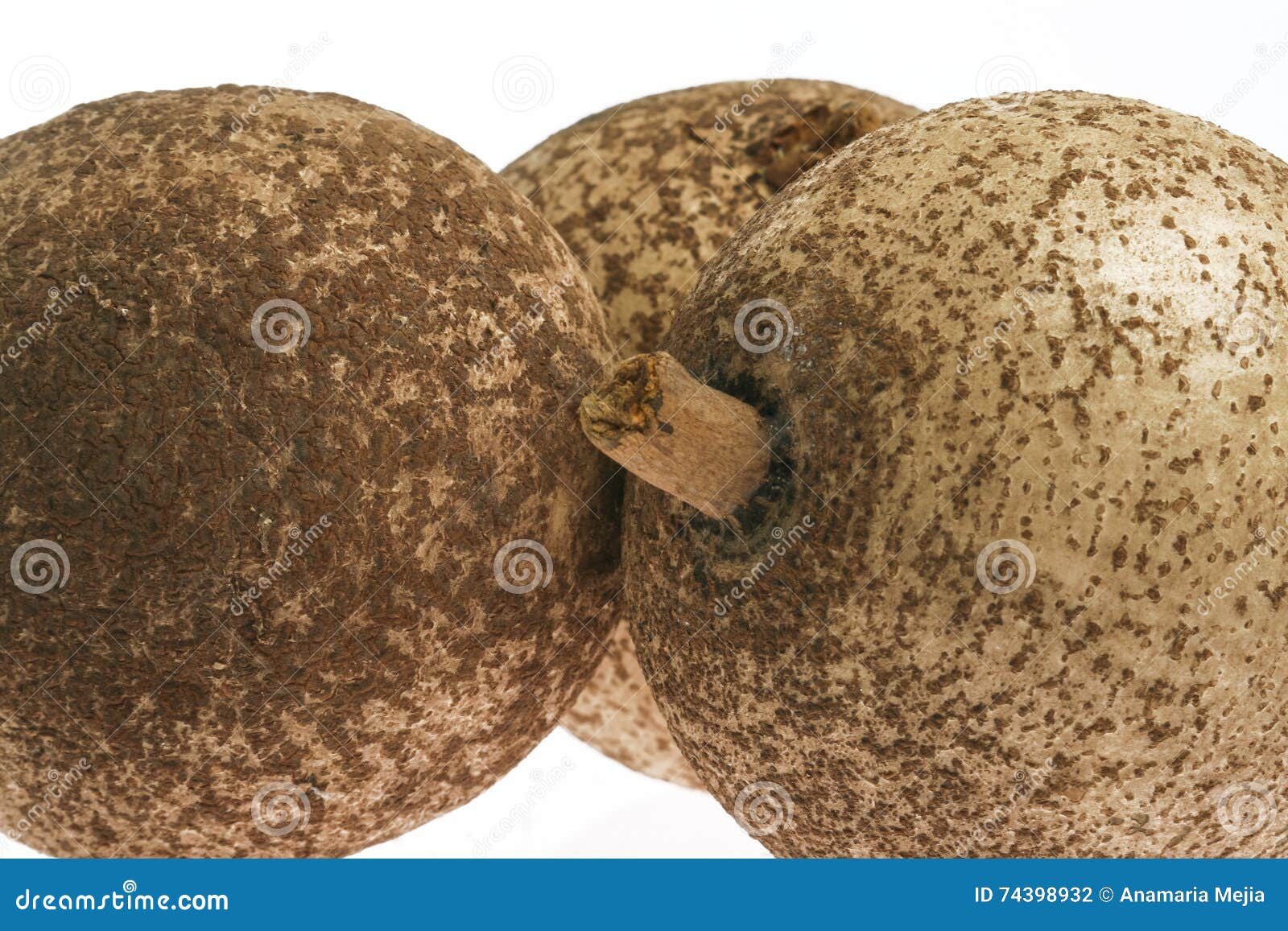 Mammee Apple (Mammea Americana) Stock Photo - Image of south, apple ...