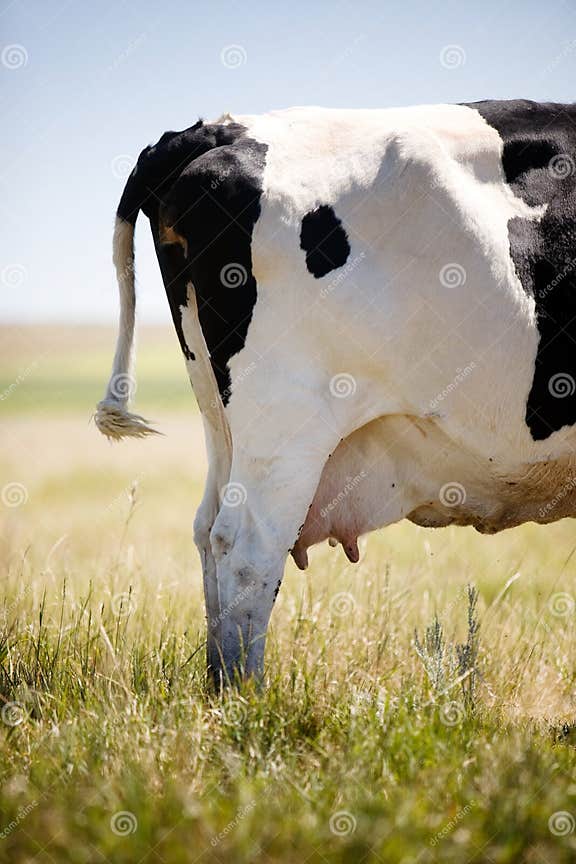 Mammella della mucca immagine stock. Immagine di coda - 3236979