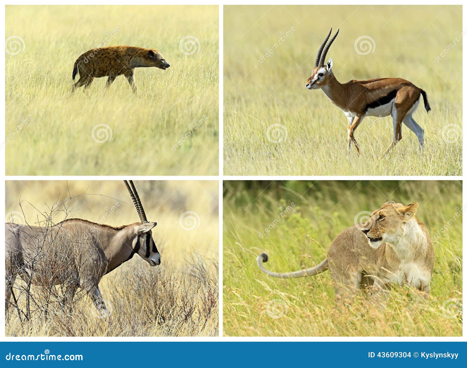 Mammiferi Africani Della Savana Fotografia Stock - Immagine di iena ...