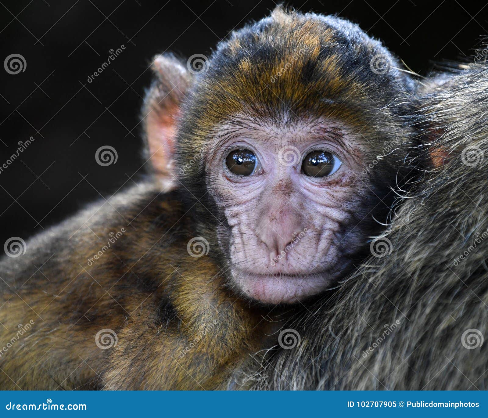 Mammifero, Macaco, Fauna, Primate Immagine. Immagine: 102707905
