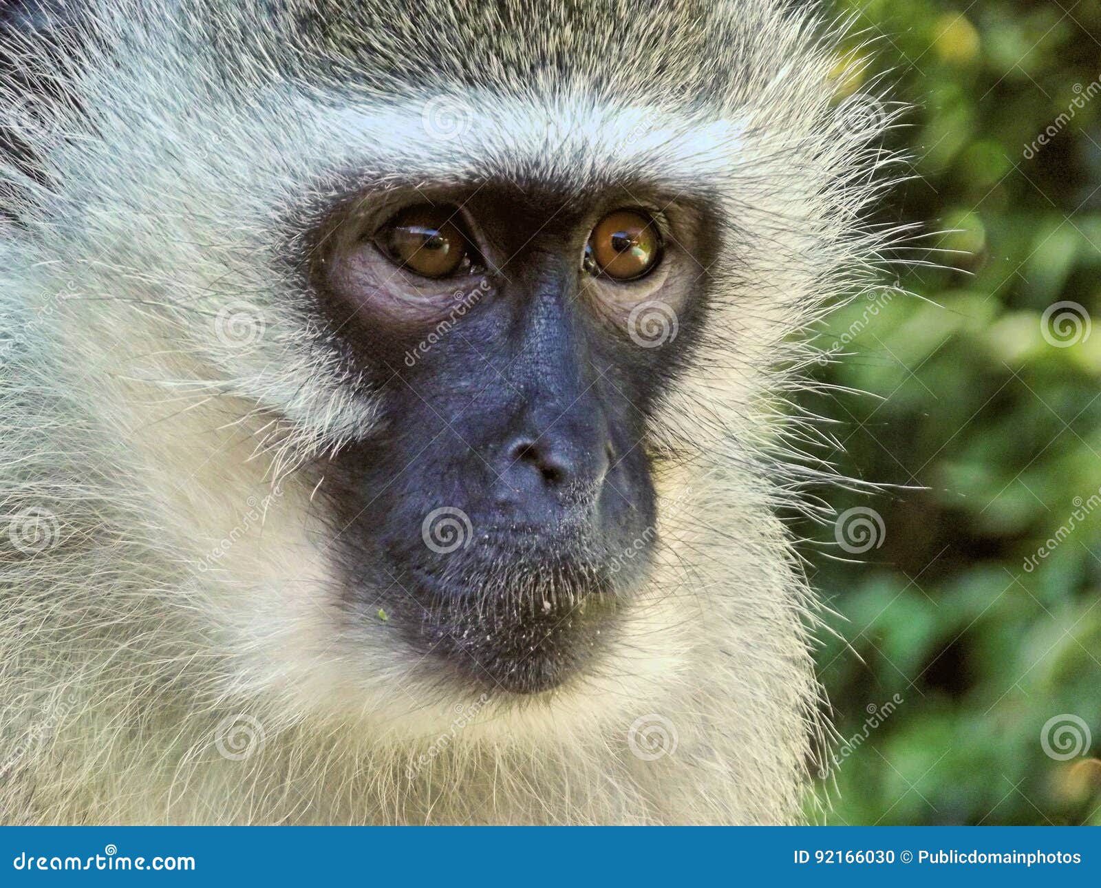 Mammifero, Macaco, Fauna, Primate Immagine. Immagine: 92166030