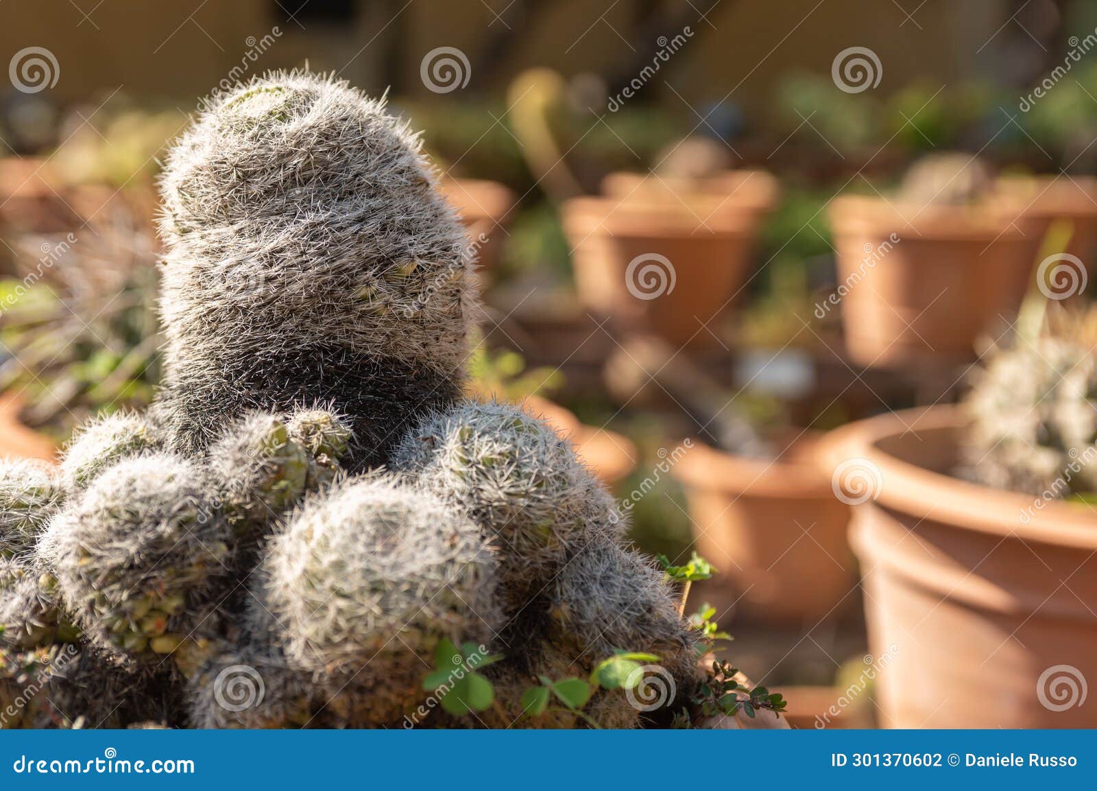 Mammillaria Candida, Snowball Cactus With Black Pot, Top View, Isolated ...