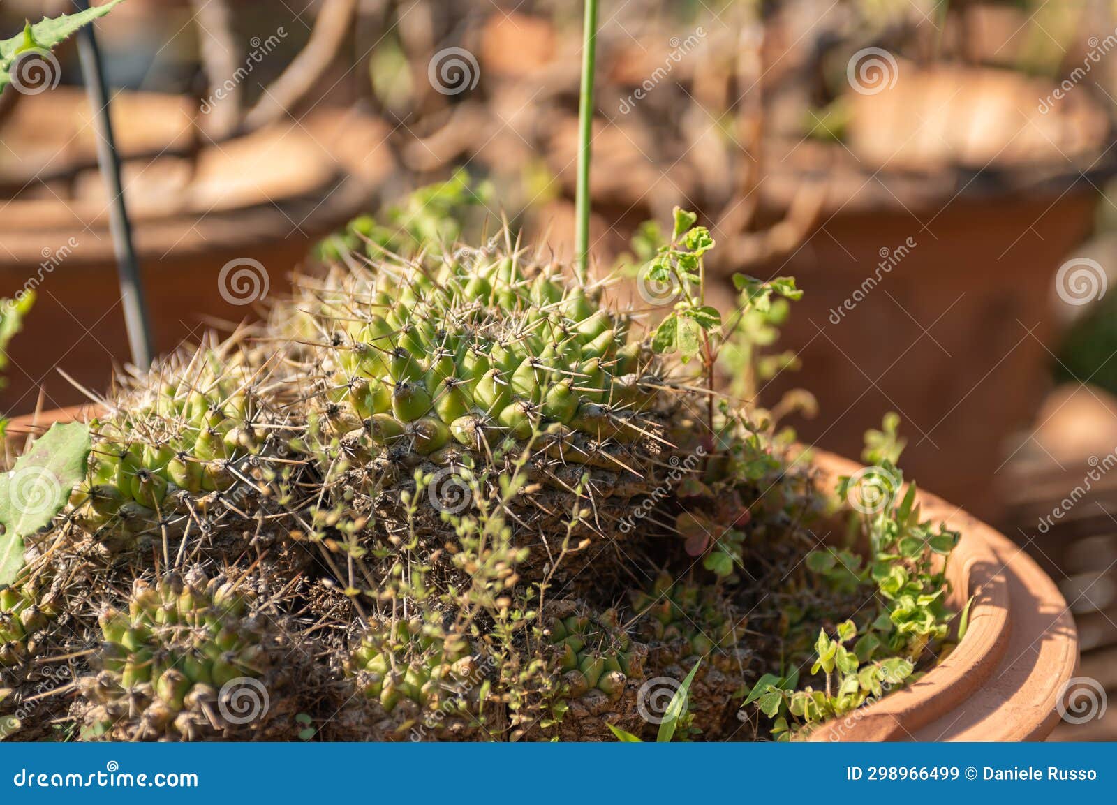 Mammillaria Gladiata Native from Mexico in Summer Stock Image - Image ...