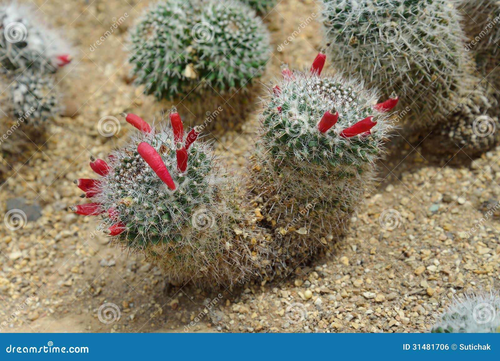 Mammillaria Sp., Cactus Grows in Sand Stock Photo - Image of living ...