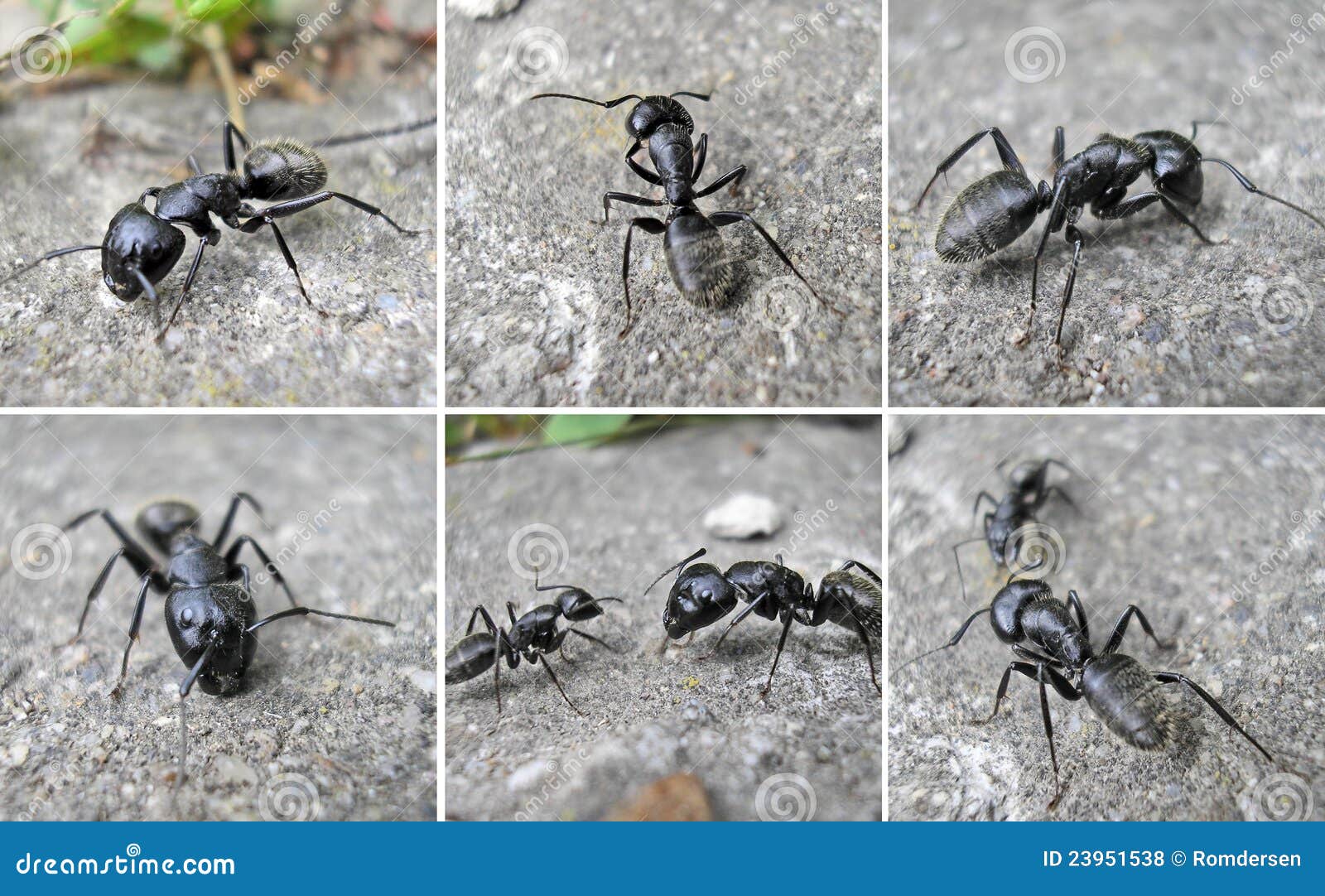 Mammoth ant stock photo. Image of forest, nature, black - 23951538