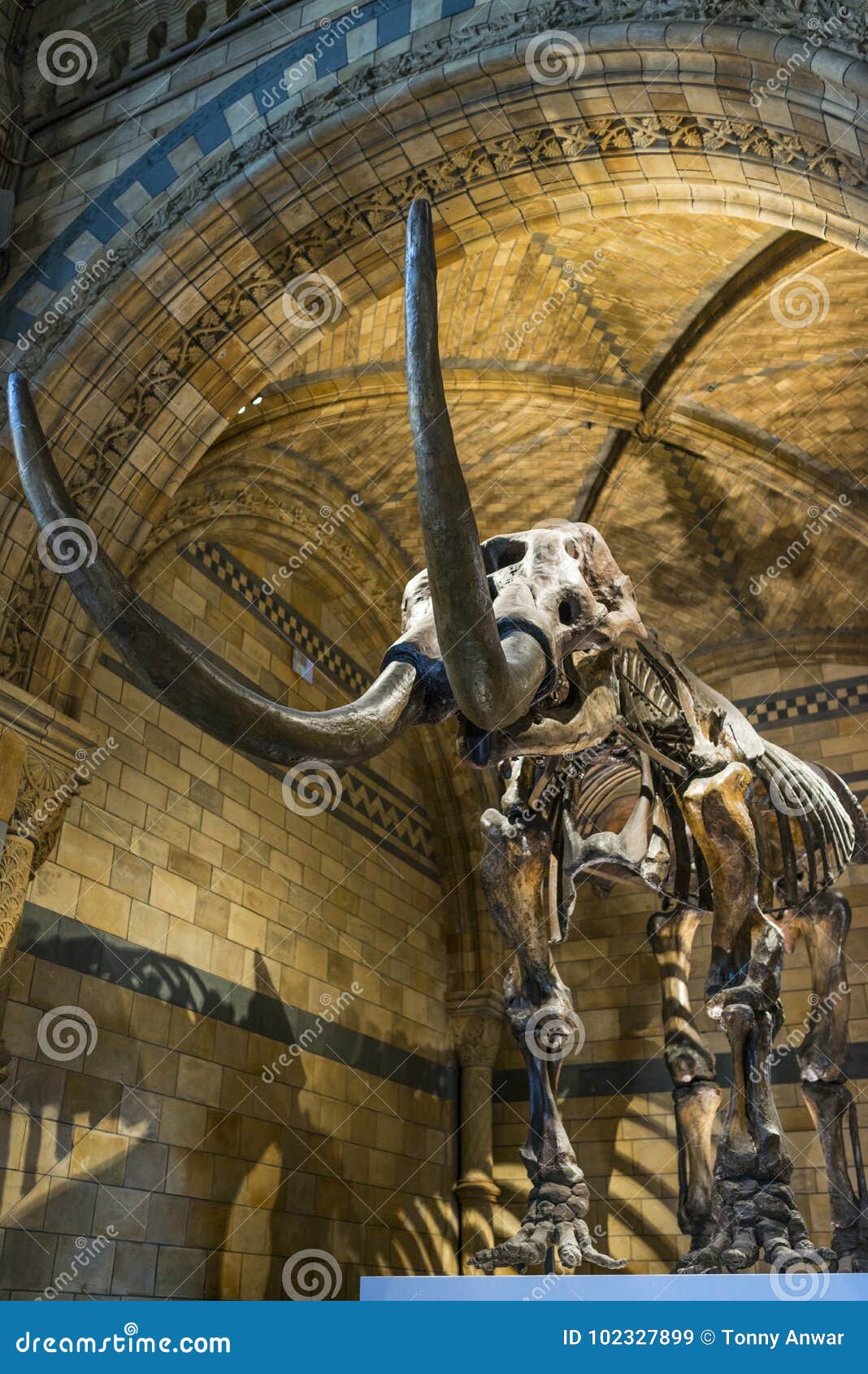 Mammoth Bone editorial stock image. Image of mammoth - 102327899