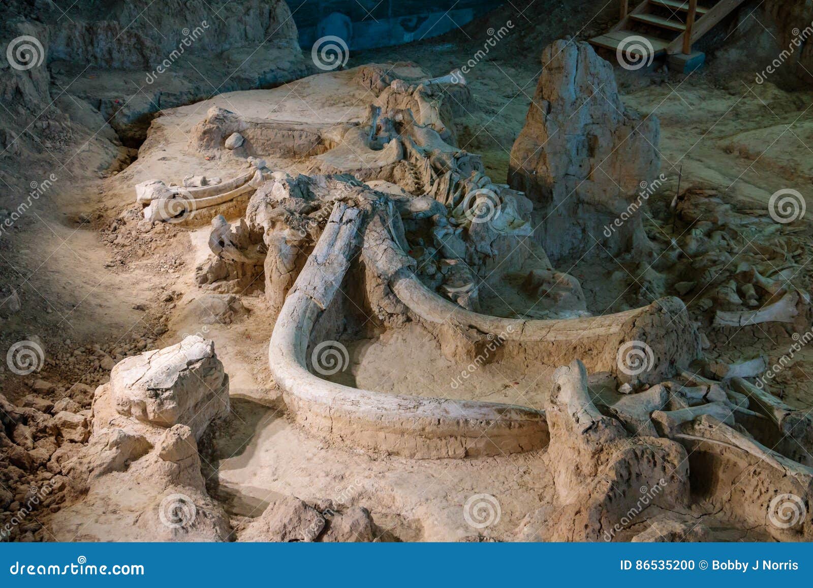 Digging Up Bones Stock Photos - Free & Royalty-Free Stock Photos from ...