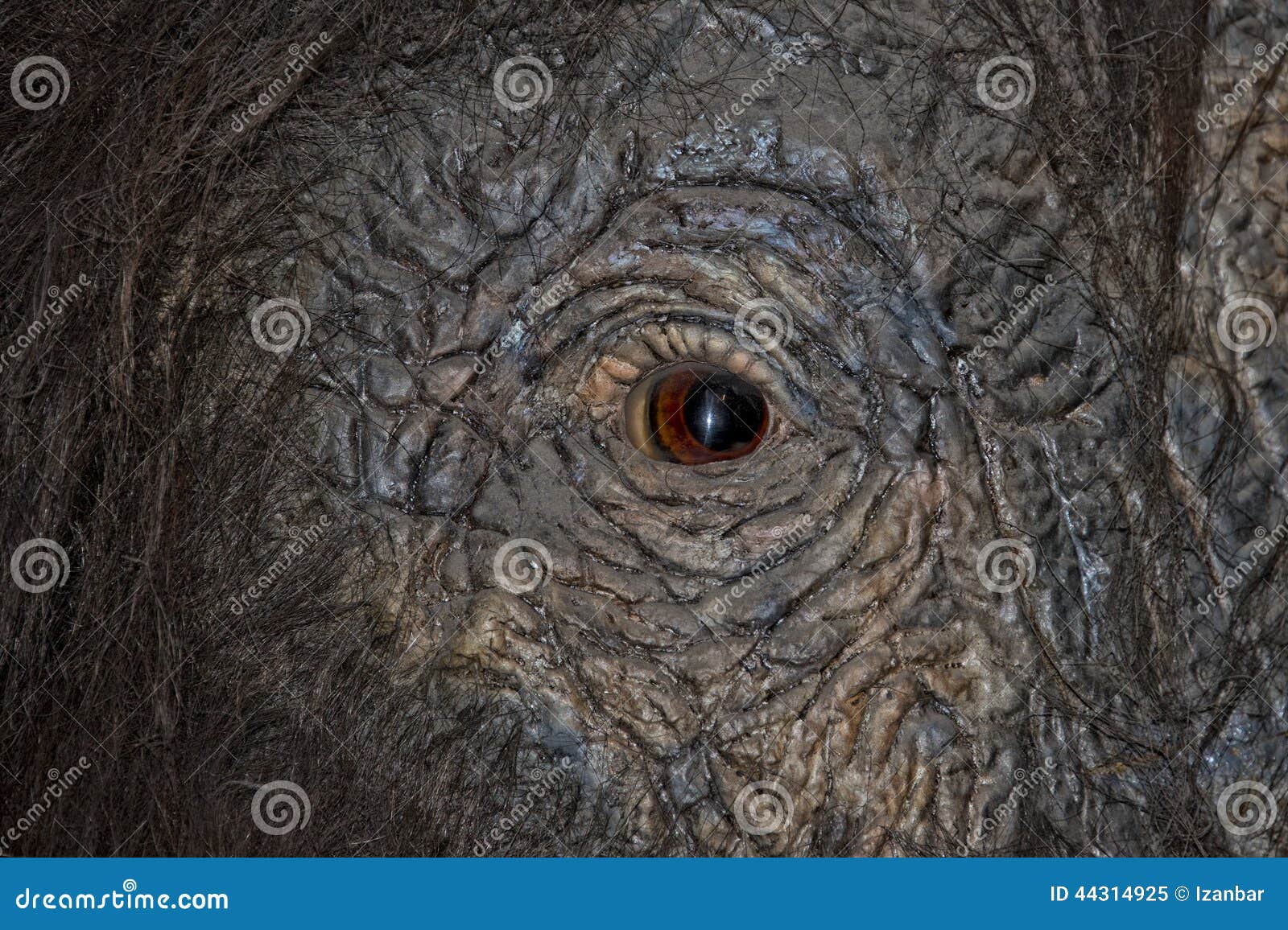 Mammoth eye stock image. Image of landscape, jumbo, size - 44314925