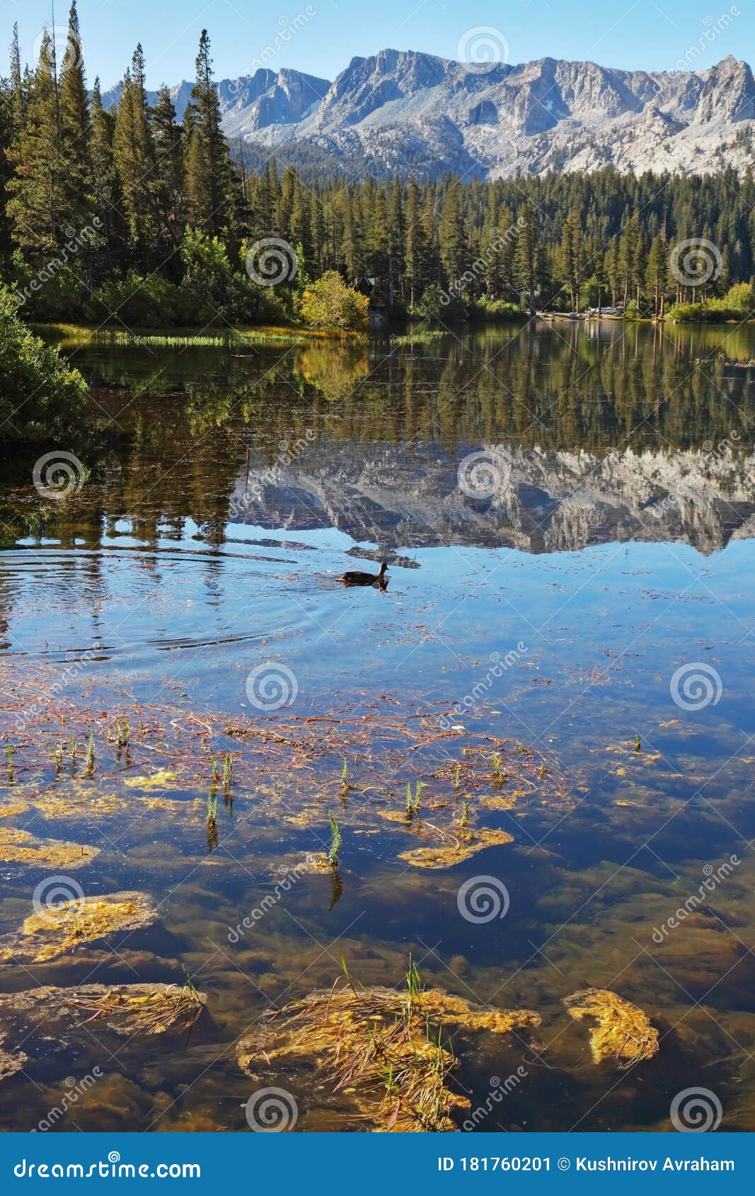 "Mammoth Lake among Pine Forests Stock Image - Image of woods ...
