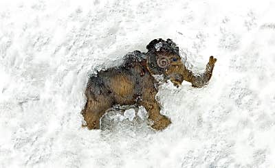 Mammoth, Mammoth Frozen in the Ice. Stock Image - Image of frozen ...
