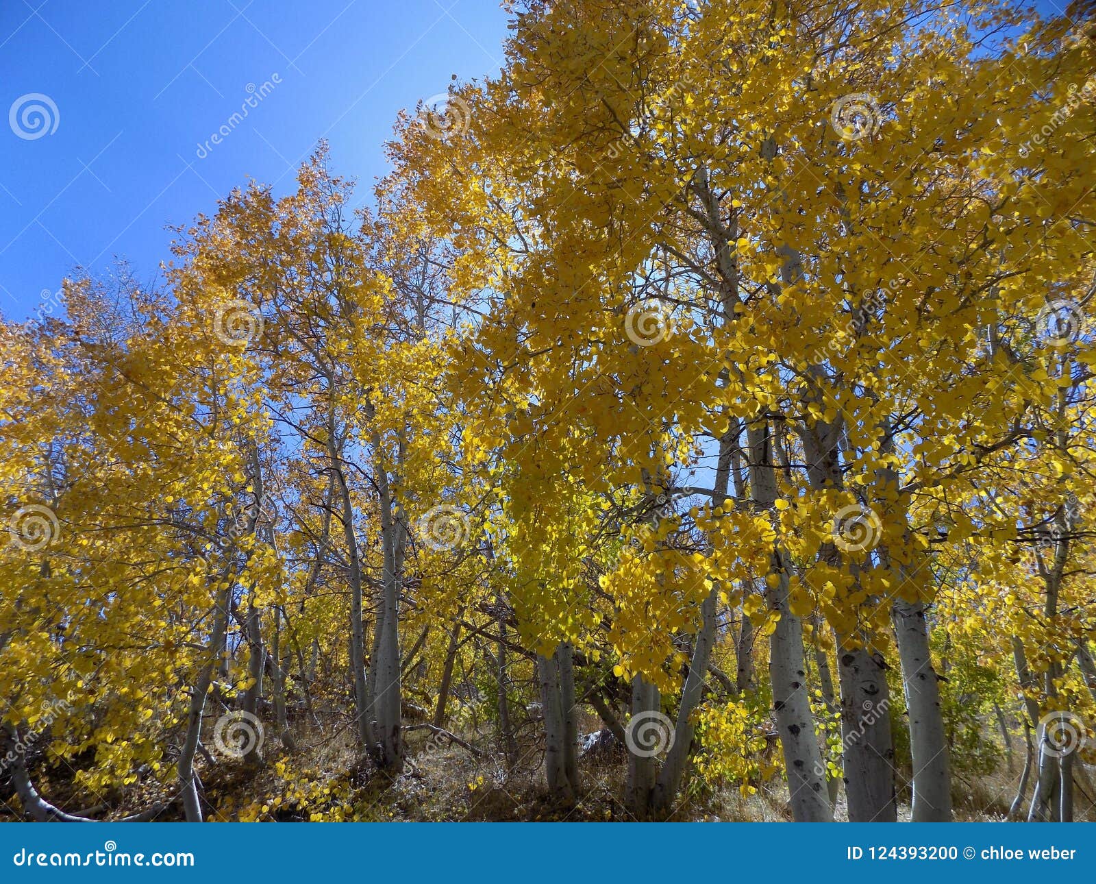 Mammoth Mountain Fall Colors Stock Photo - Image of fall, mountain ...