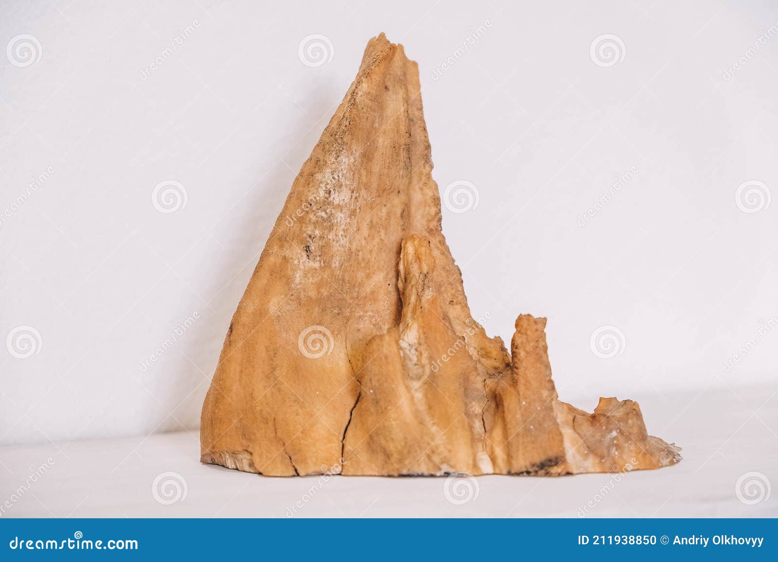 Mammoth Petrified Tooth on a White Background. Copy, Empty Space for ...