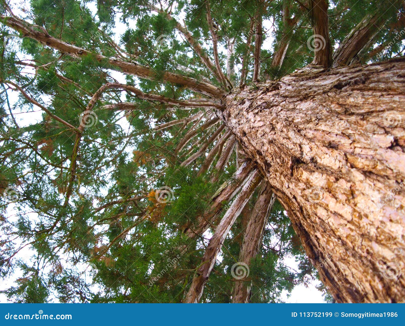 Mammoth Pine Tree from Below. Stock Image - Image of material, foliage ...