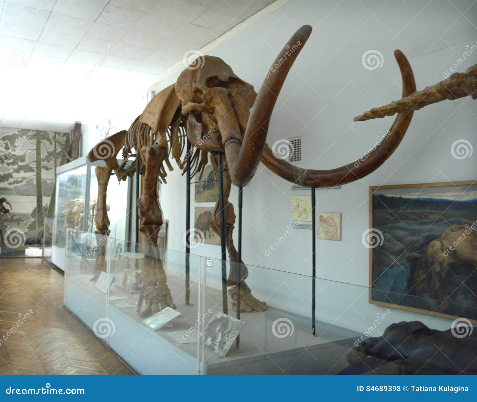 Mammoth skeleton editorial stock photo. Image of animal - 84689398