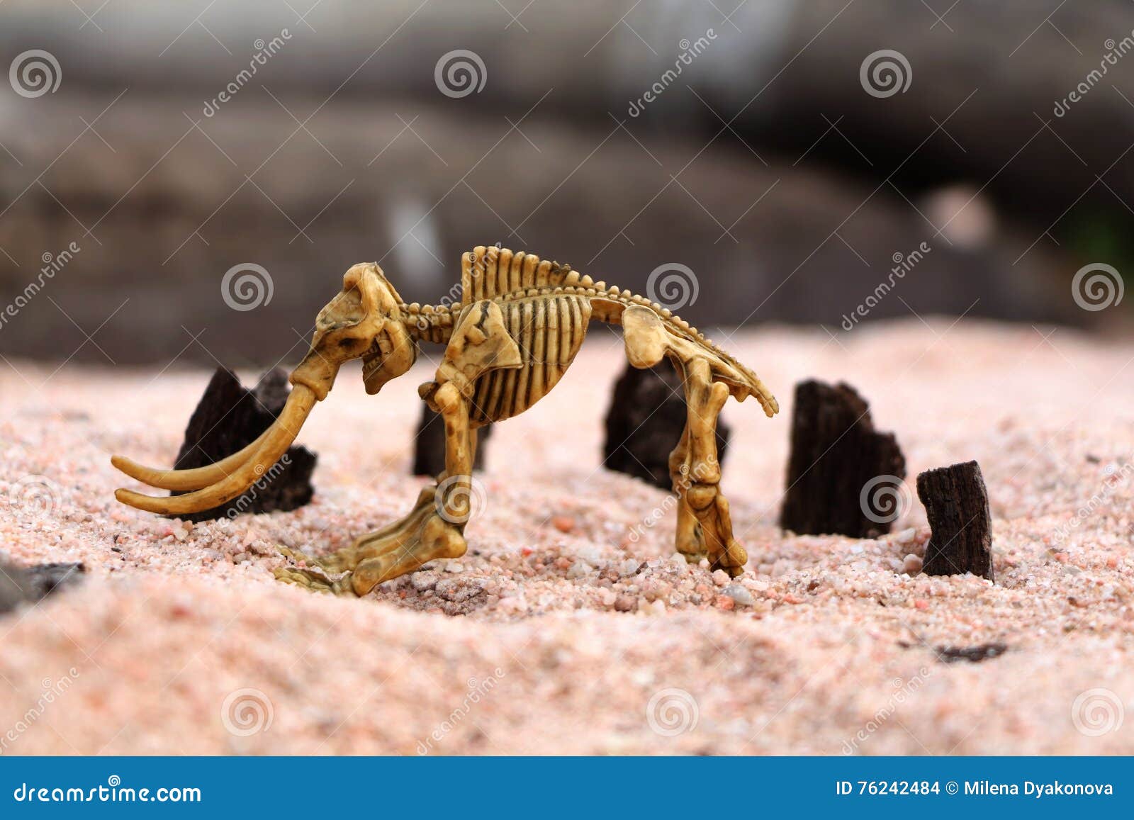 The Mammoth Skeleton on the Sand. Stock Photo - Image of fossil ...