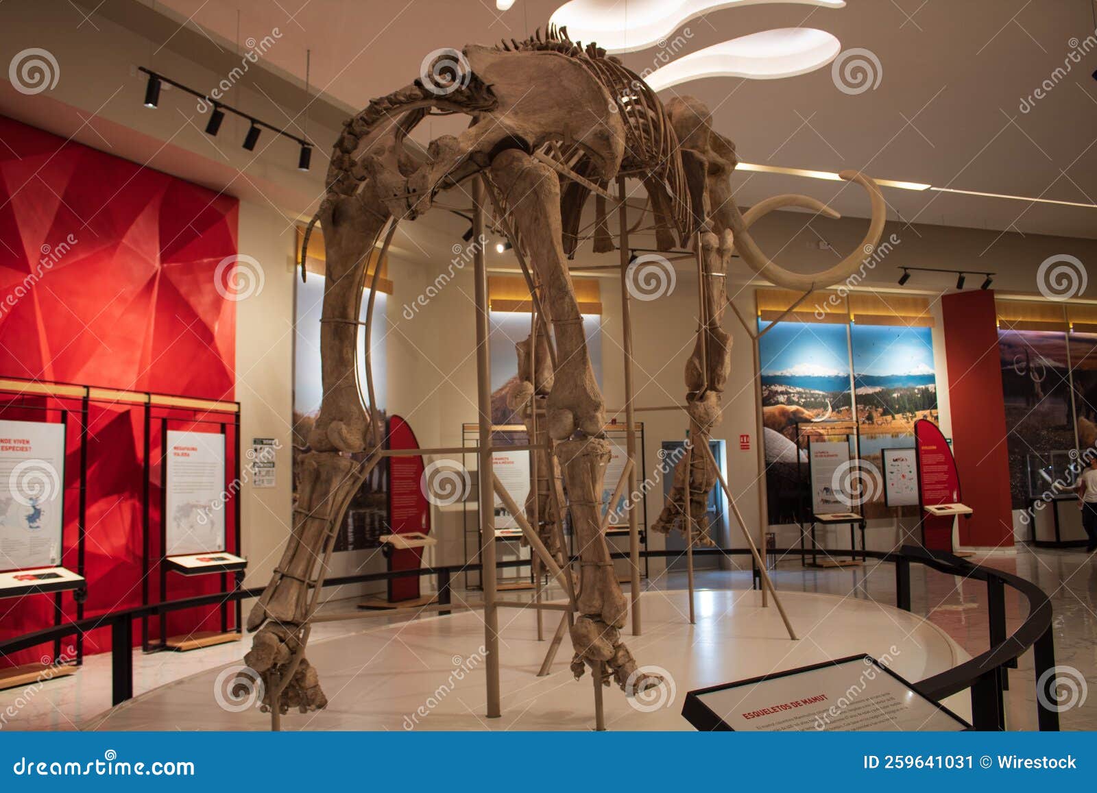 Mammoth Skeleton in the Zumpango Museum Editorial Photo - Image of ...