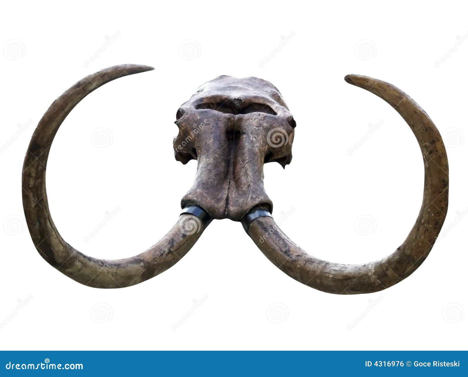 Mammoth skull stock photo. Image of tusk, fossil, head - 4316976