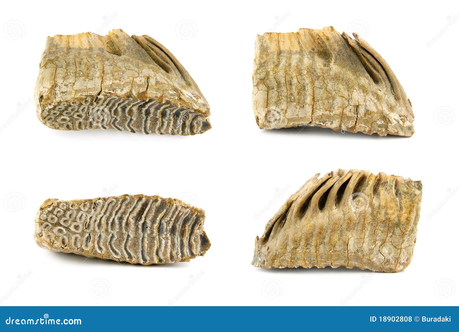 Mammoth tooth stock photo. Image of archaeology, skeleton - 18902808