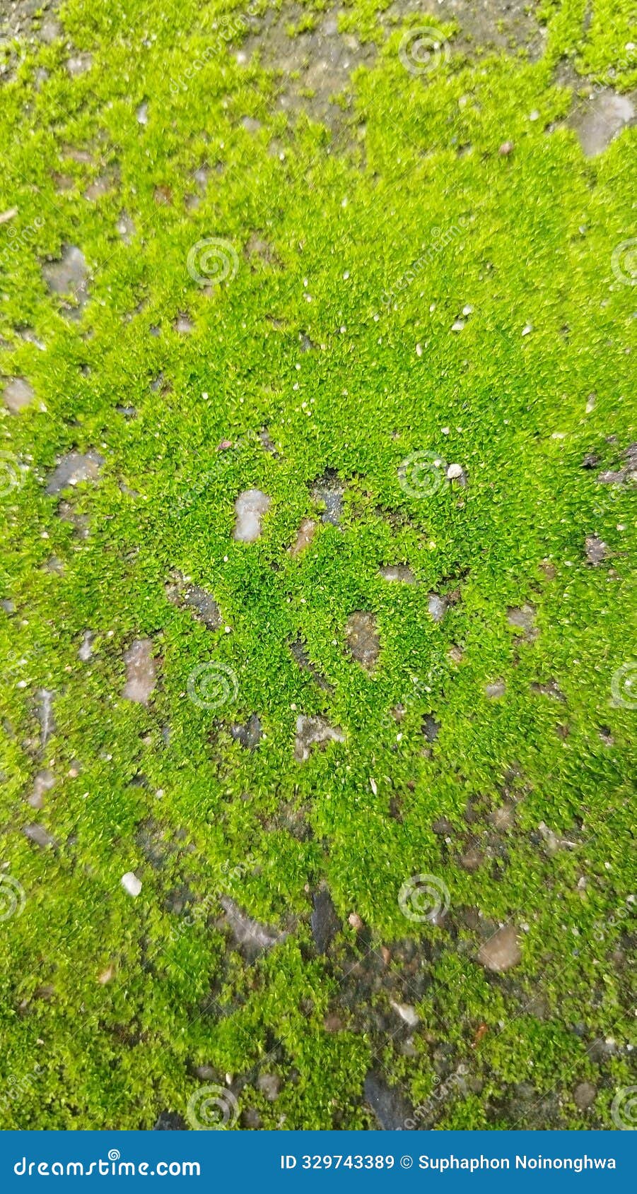 Mammoth Tree, Giant Redwood, Sequoia, Seauoioidae, Tree In The Public ...