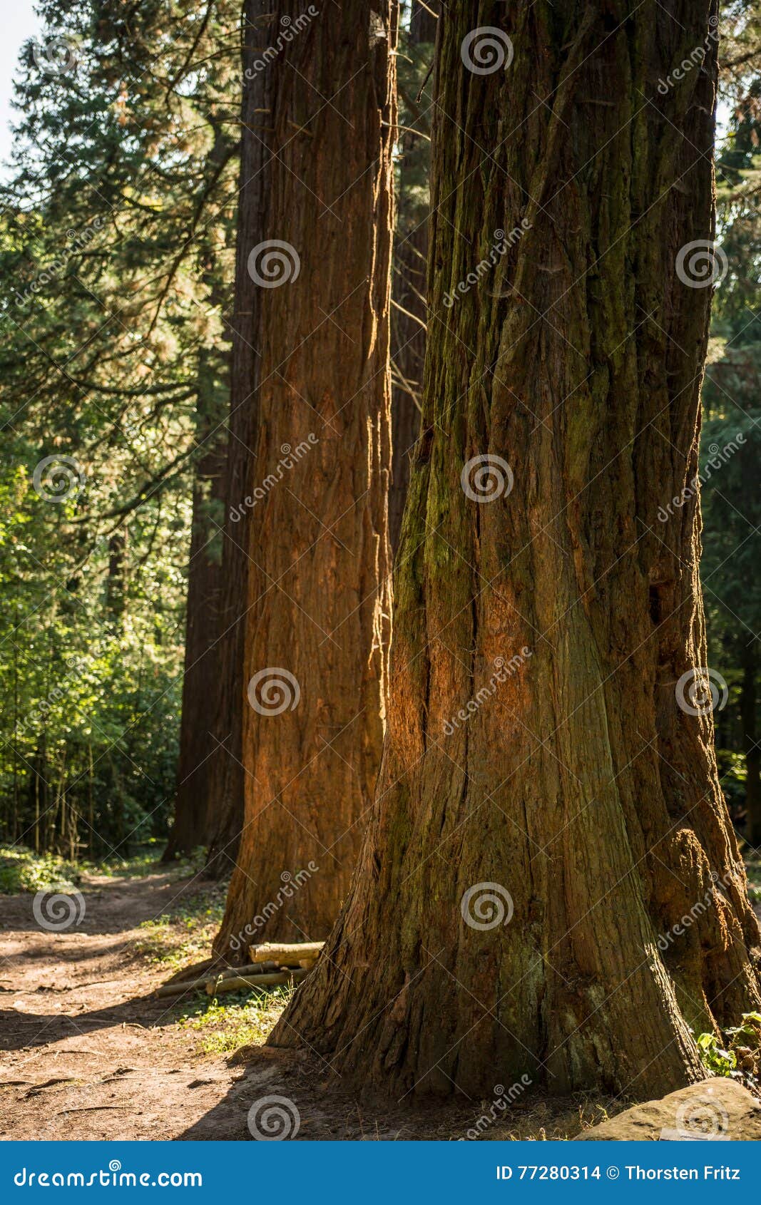Mammoth tree stock photo. Image of summer, four, tree - 77280314