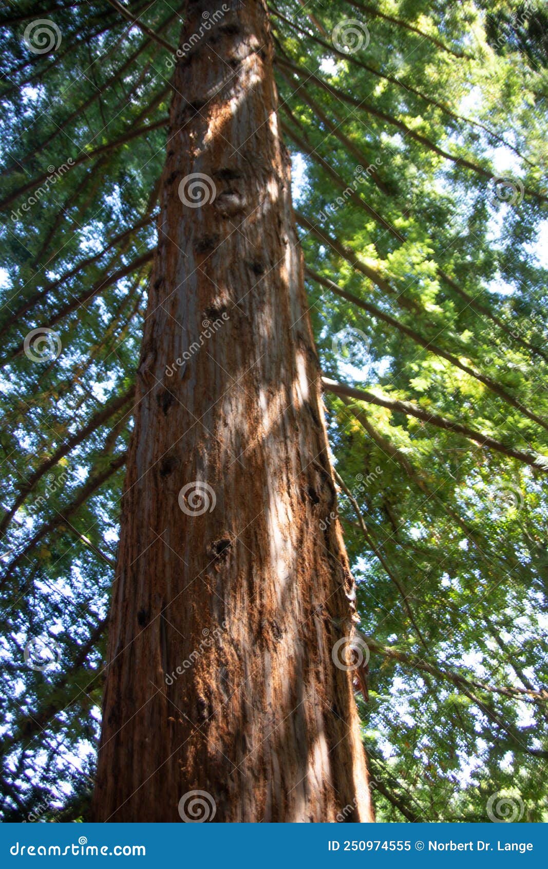 Mammoth Tree, Giant Redwood, Sequoia, Seauoioidae, Tree In The Public ...